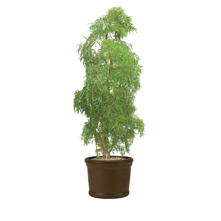 Ming Aralia Plant - Ming Aralia Indoor Plant Care | Plantscape LIVE