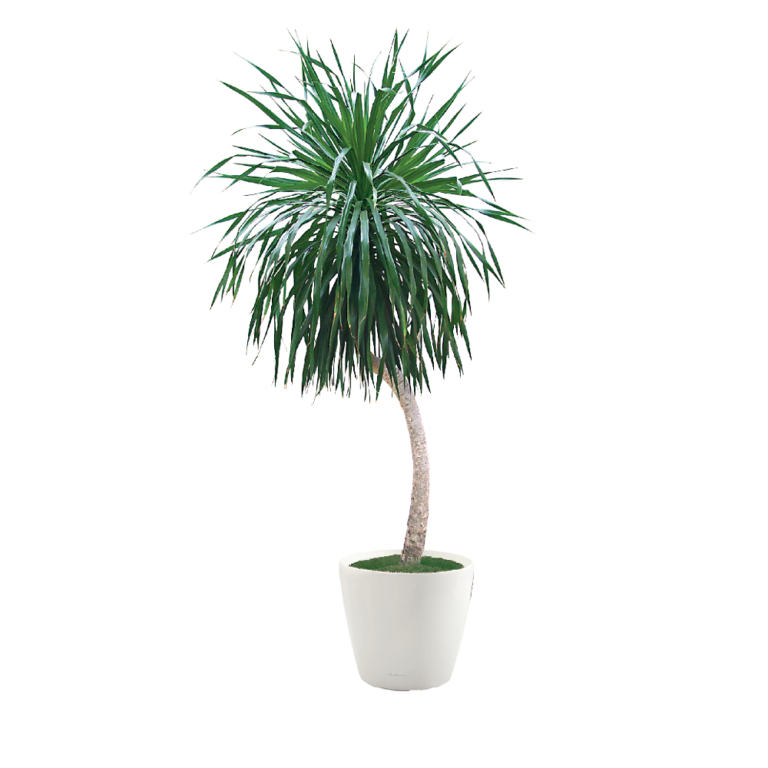 Dracaena Arborea Plant Care, Water, Sunlight Guide | Plantscape LIVE
