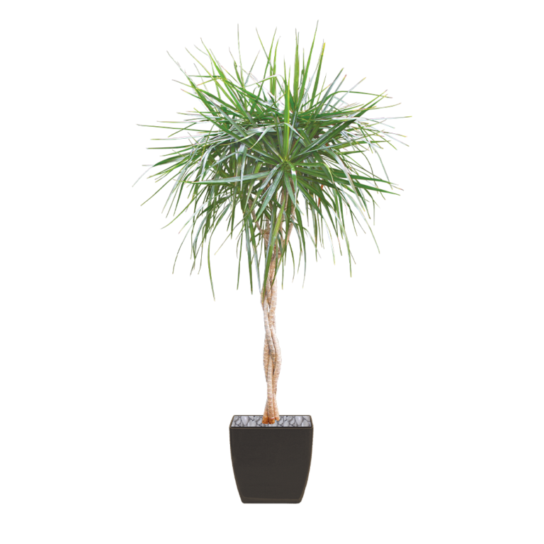 Dracaena Marginata Braid Plant Care, Sunlight Guide | Plantscape LIVE