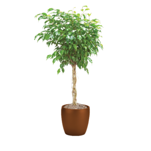 Ficus Benjamina Care | Ficus Benjamina Light Conditions | Plantscape LIVE