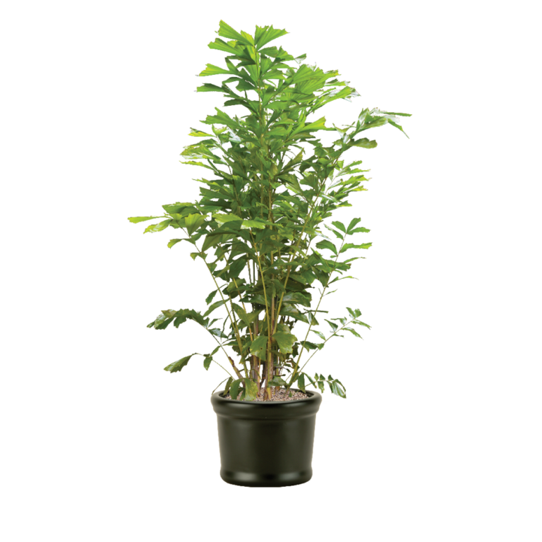 Fishtail Palm Care, Water, Sunlight Guide | Plantscape LIVE