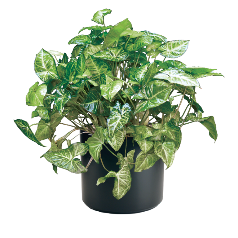 Arrowhead Ivy Plant Care, Water, Sunlight Guide | Plantscape LIVE