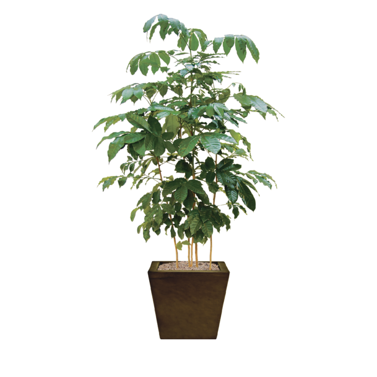 Mahogany Plant Care, Water, Sunlight Guide | Plantscape LIVE