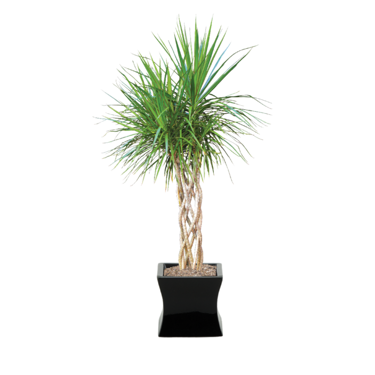 Dracaena Marginata Open Weave Plant Care Guide | Plantscape LIVE
