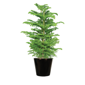Norfolk Island Pine Care, Water, Sunlight Guide | Plantscape LIVE