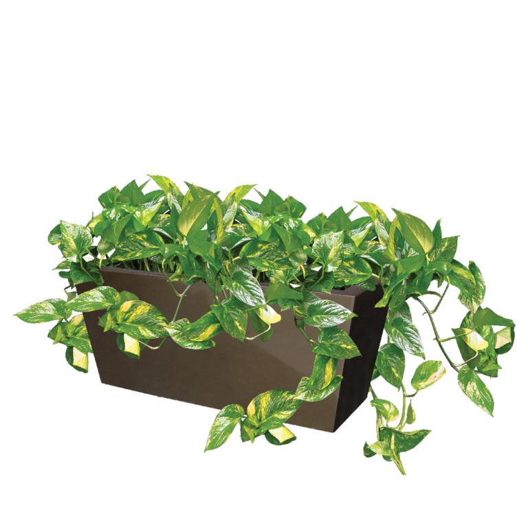 Golden Pothos Plant Ivy Care, Water, Sunlight Guide | Plantscape LIVE