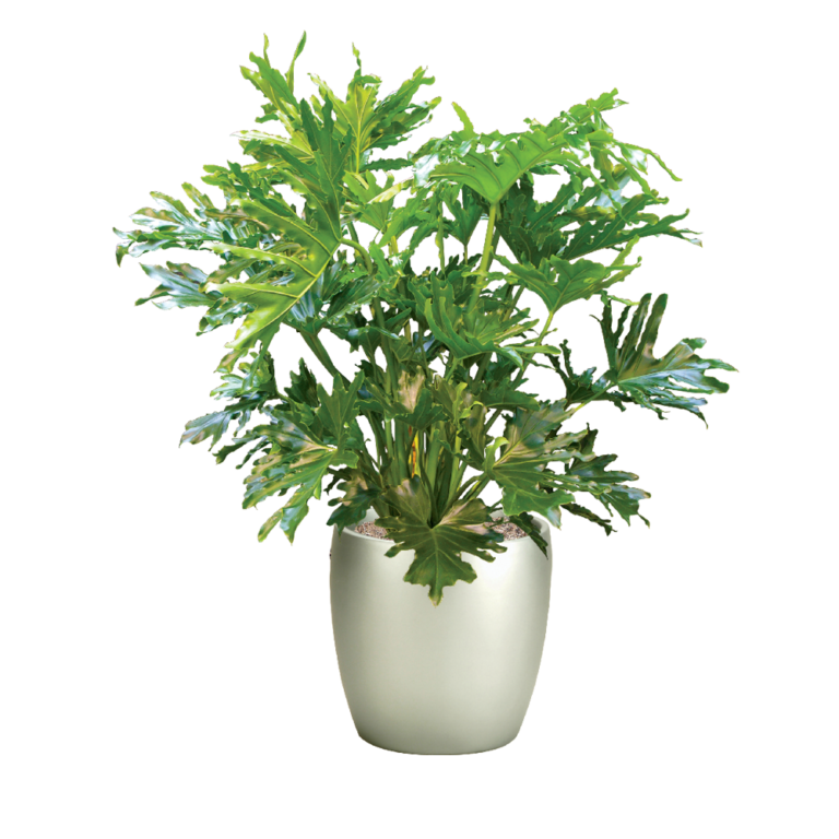 Philodendron Selloum Plant Care Guide | Plantscape LIVE