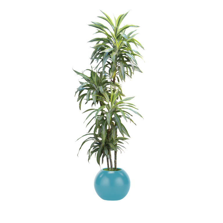 Dracaena Cane Warneckii Lemon Lime Plant Care Guide | Plantscape LIVE