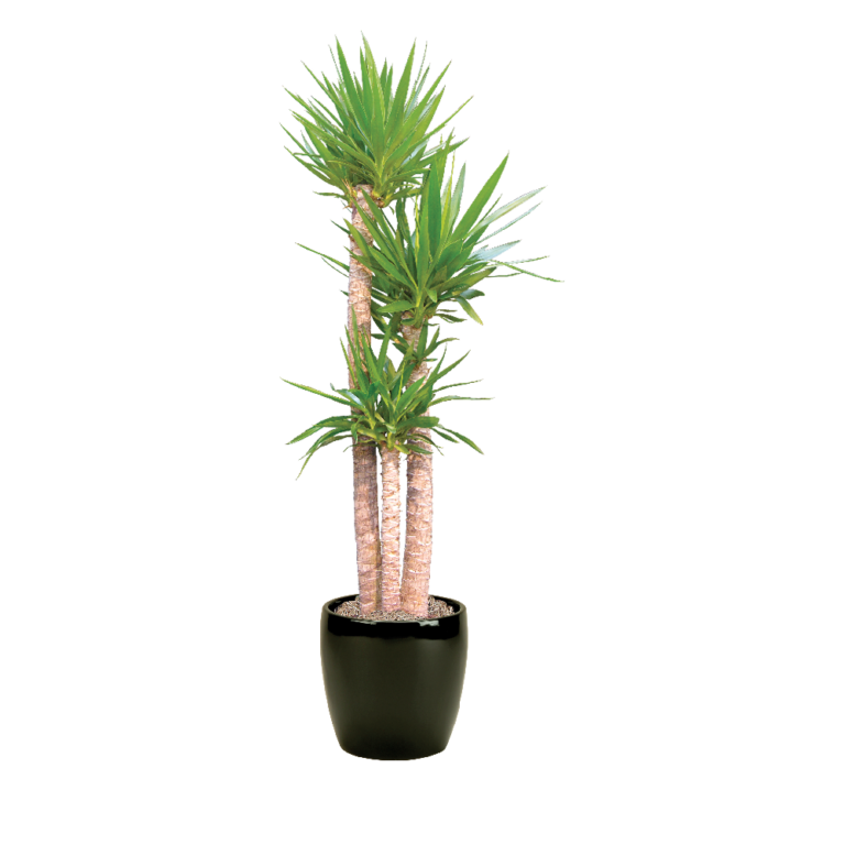 Yucca Cane Plant Care - Water, Sunlight Requirements | Plantscape LIVE