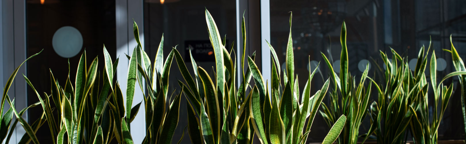 Live Plants - Low Maintenance Indoor Plants | Plantscape LIVE