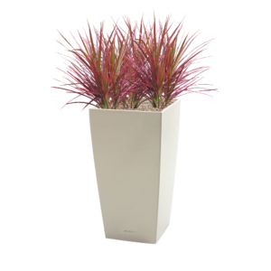 Dracaena Colorama Plant Care, Water, Sunlight Guide | Plantscape LIVE