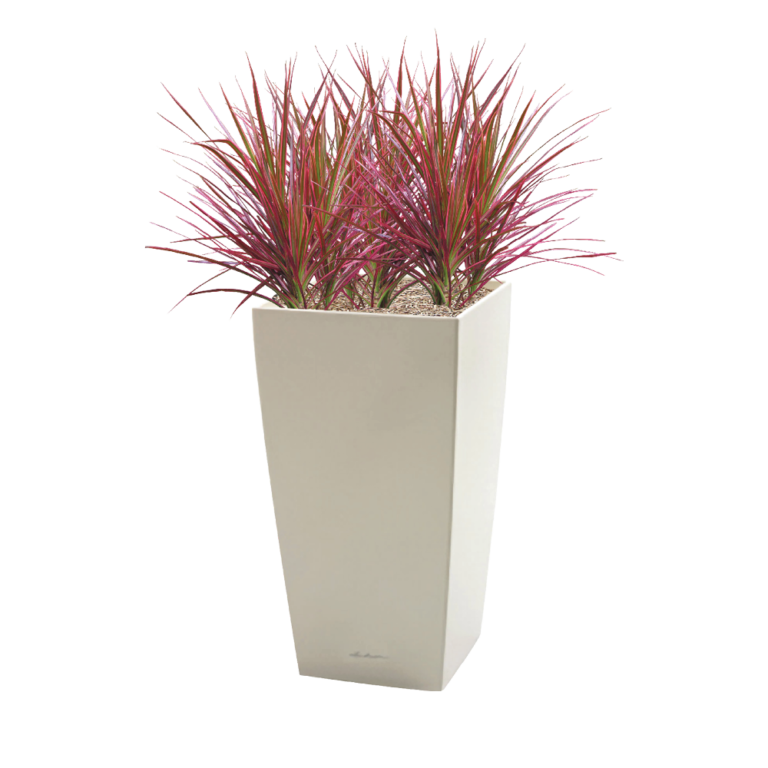 Dracaena Colorama Plant Care, Water, Sunlight Guide | Plantscape LIVE