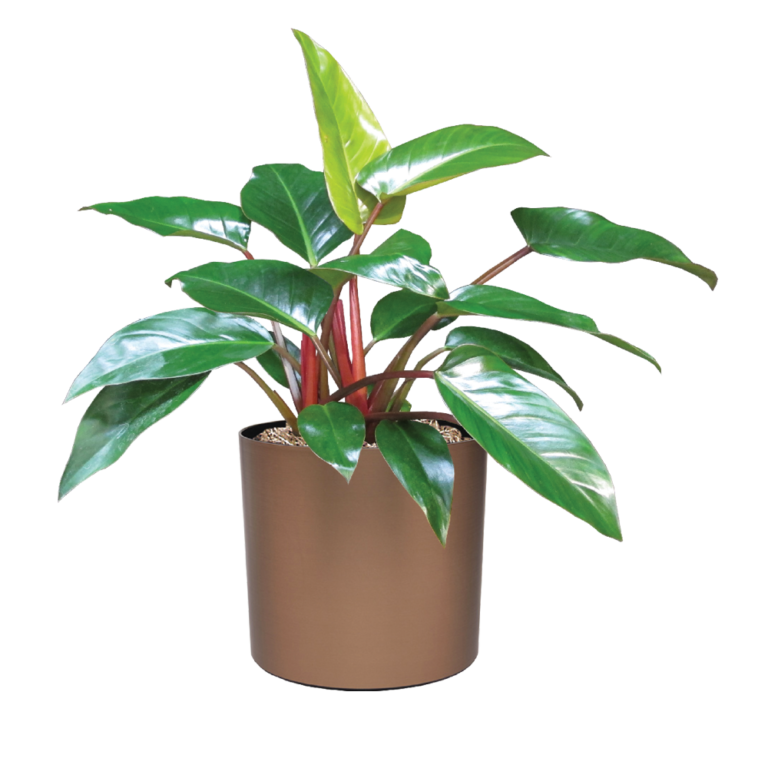 Congo Rojo Philodendron Plant Care Guide | Plantscape LIVE