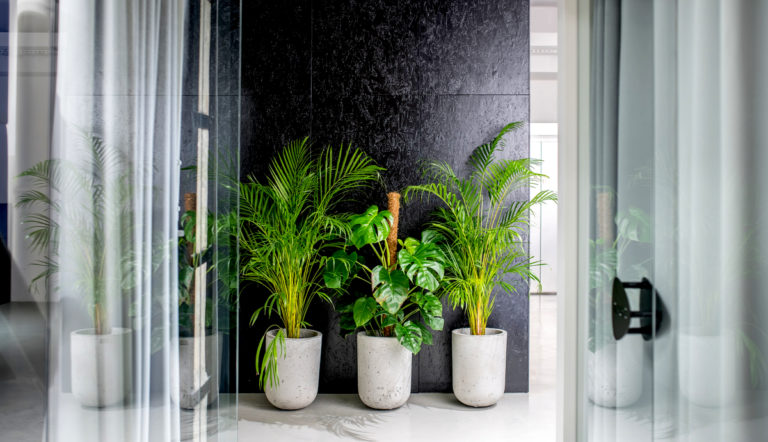 10 Medium Light Plants And Where To Put Them | Plantscape LIVE