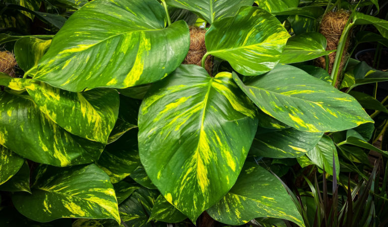 All the Pothos Varieties That Bring Life to Offices & Interiors ...